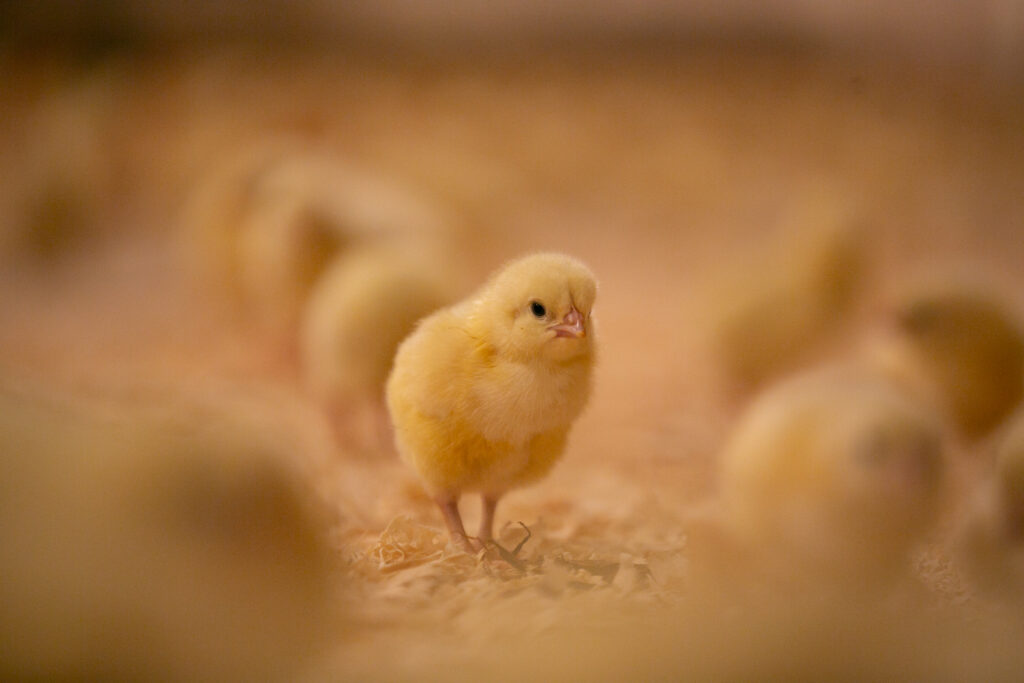 Our Companies – P.D.Hook Hatcheries