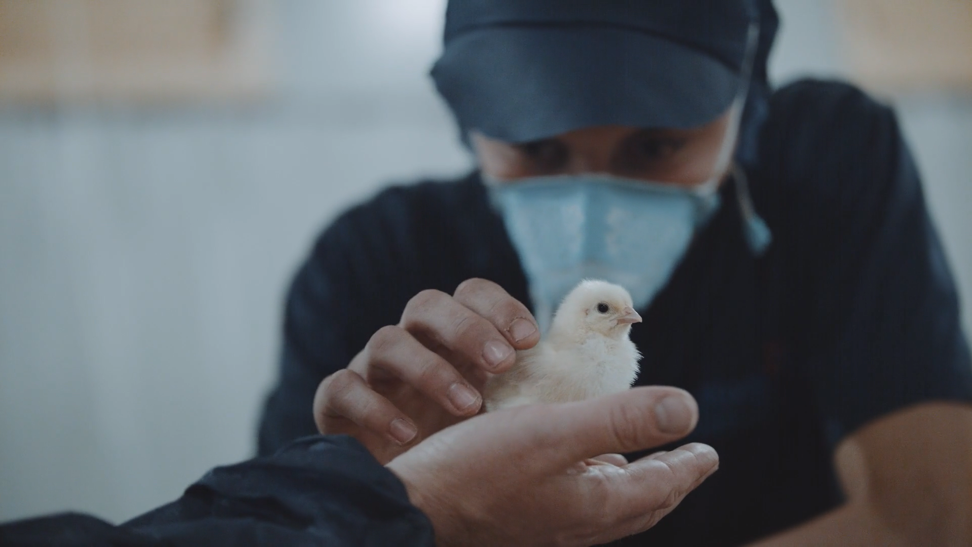 P.D. Hook (Hatcheries) Limited - British Chicken